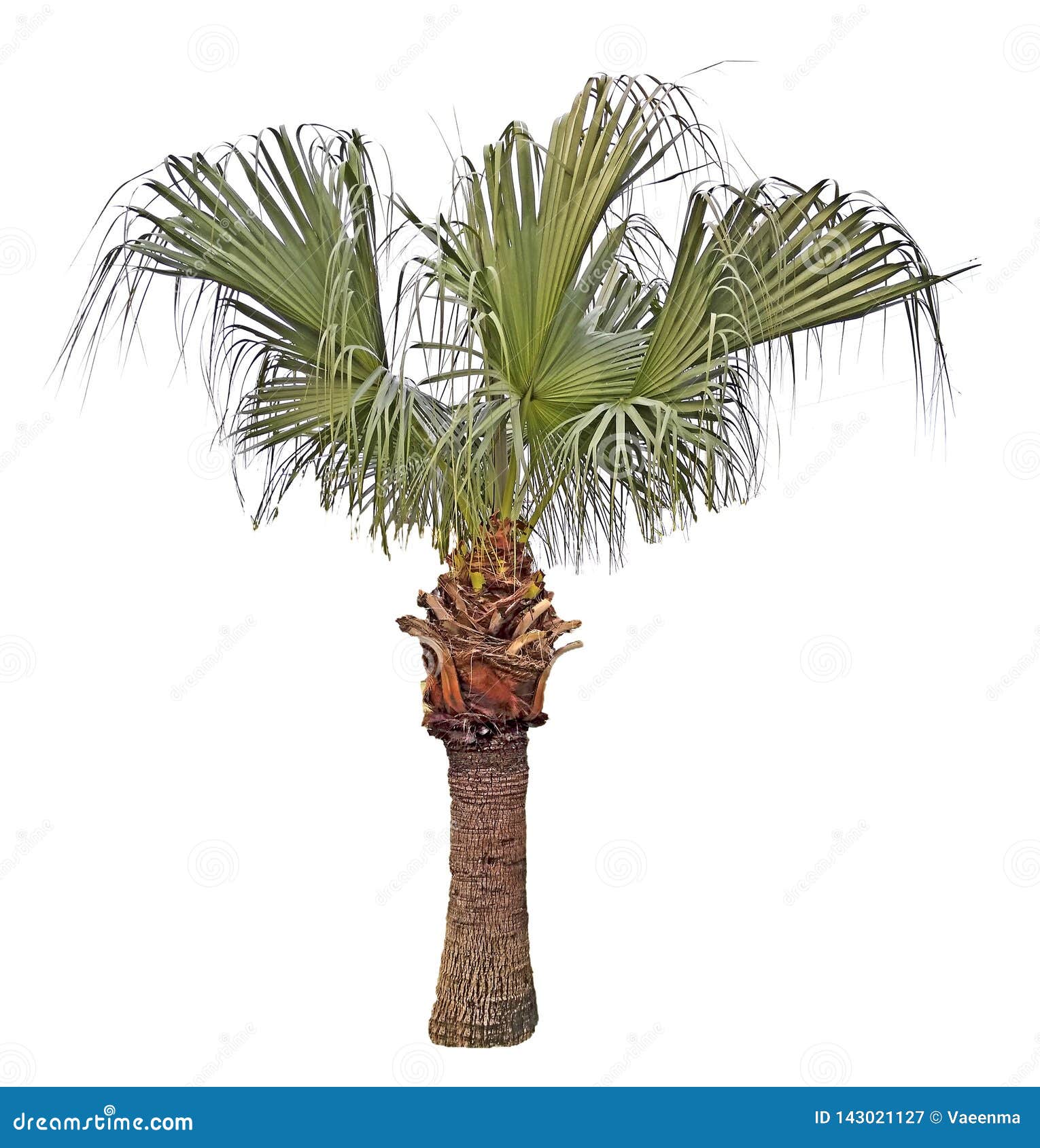 Palm Tree Isolated on White Stock Image - Image of trunk, ornamental ...