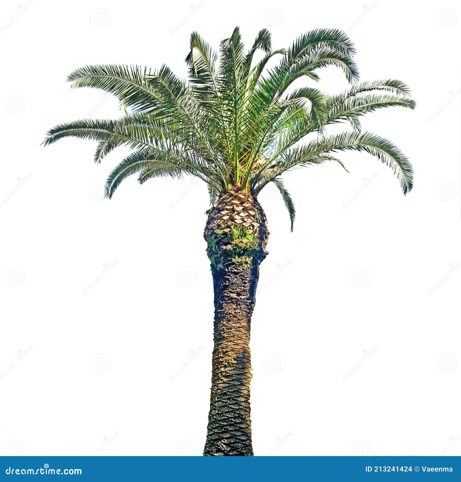 Palm Tree Isolated on White Stock Photo - Image of background, white ...