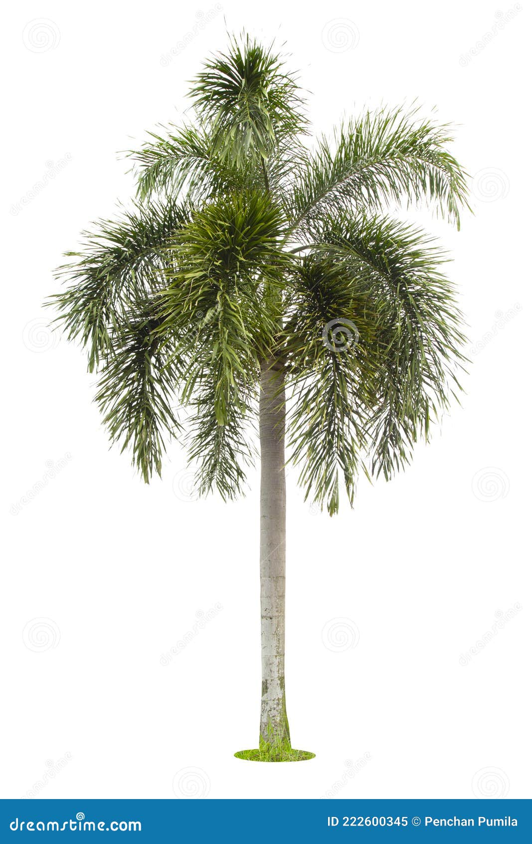 The Palm Tree Isolated on White Stock Image - Image of cutout, forestry ...