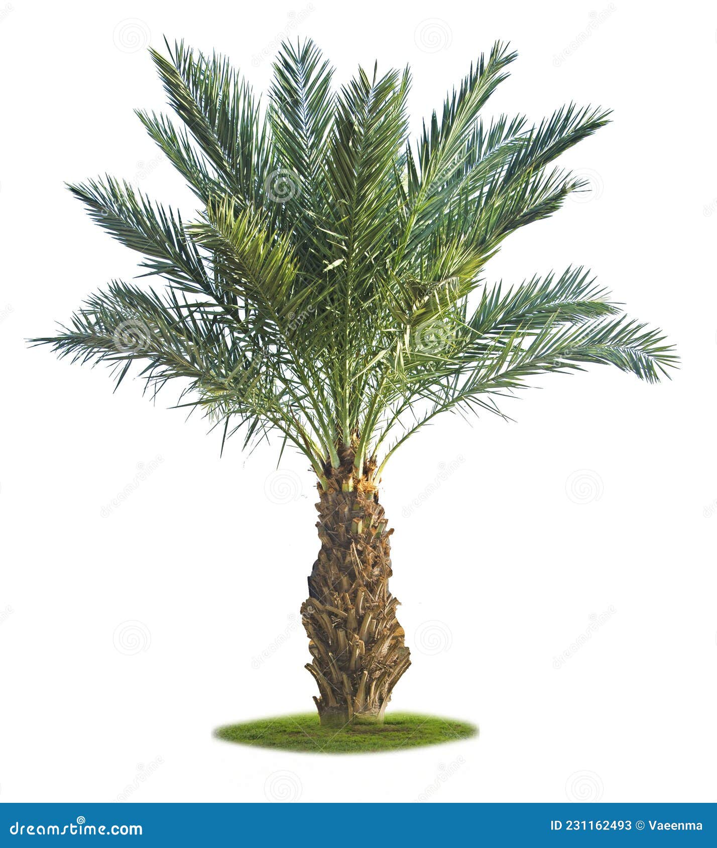 Palm Tree Isolated on White Stock Image - Image of tree, palm: 231162493