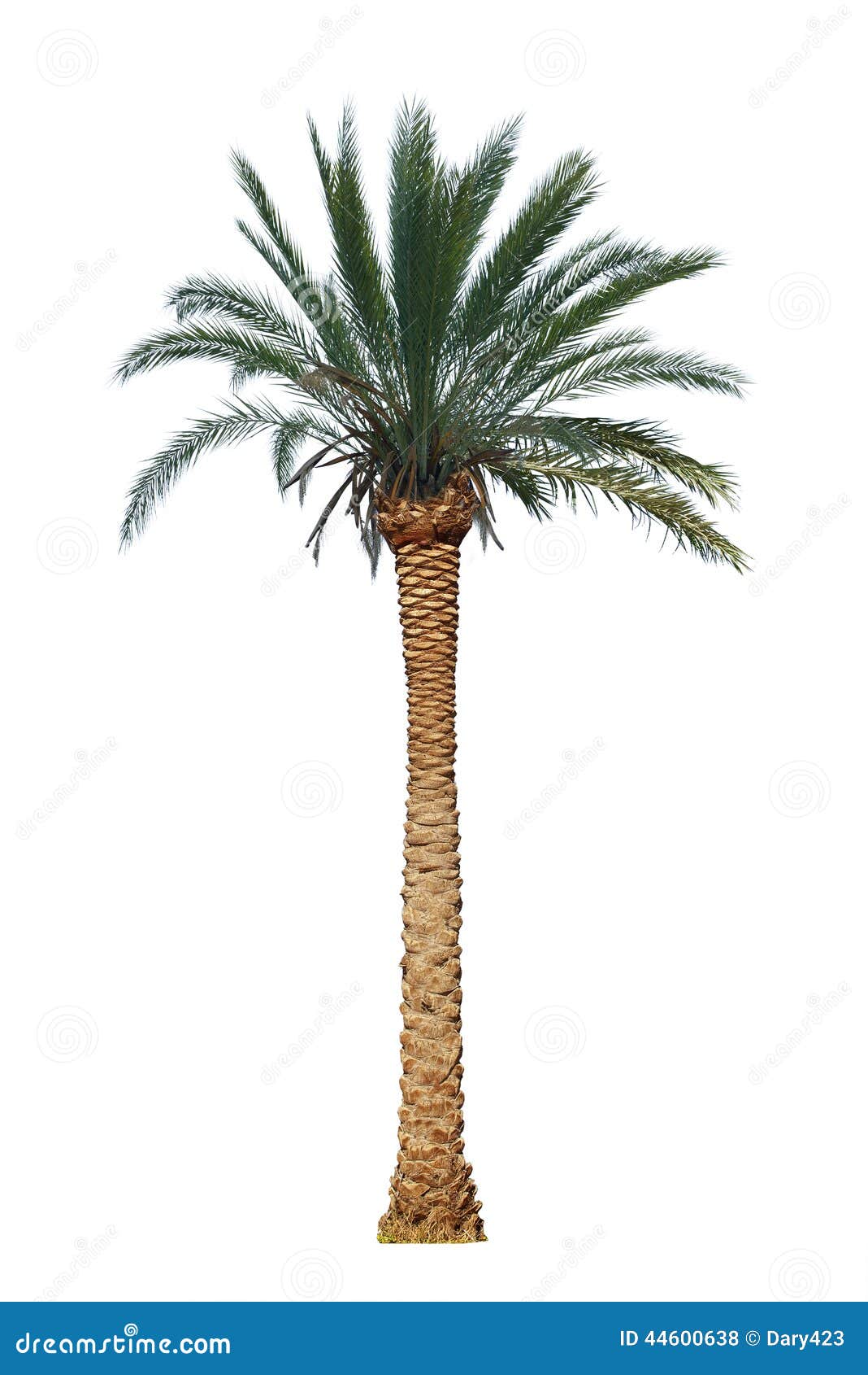 Palm Tree Texture Stock Image | CartoonDealer.com #42141709