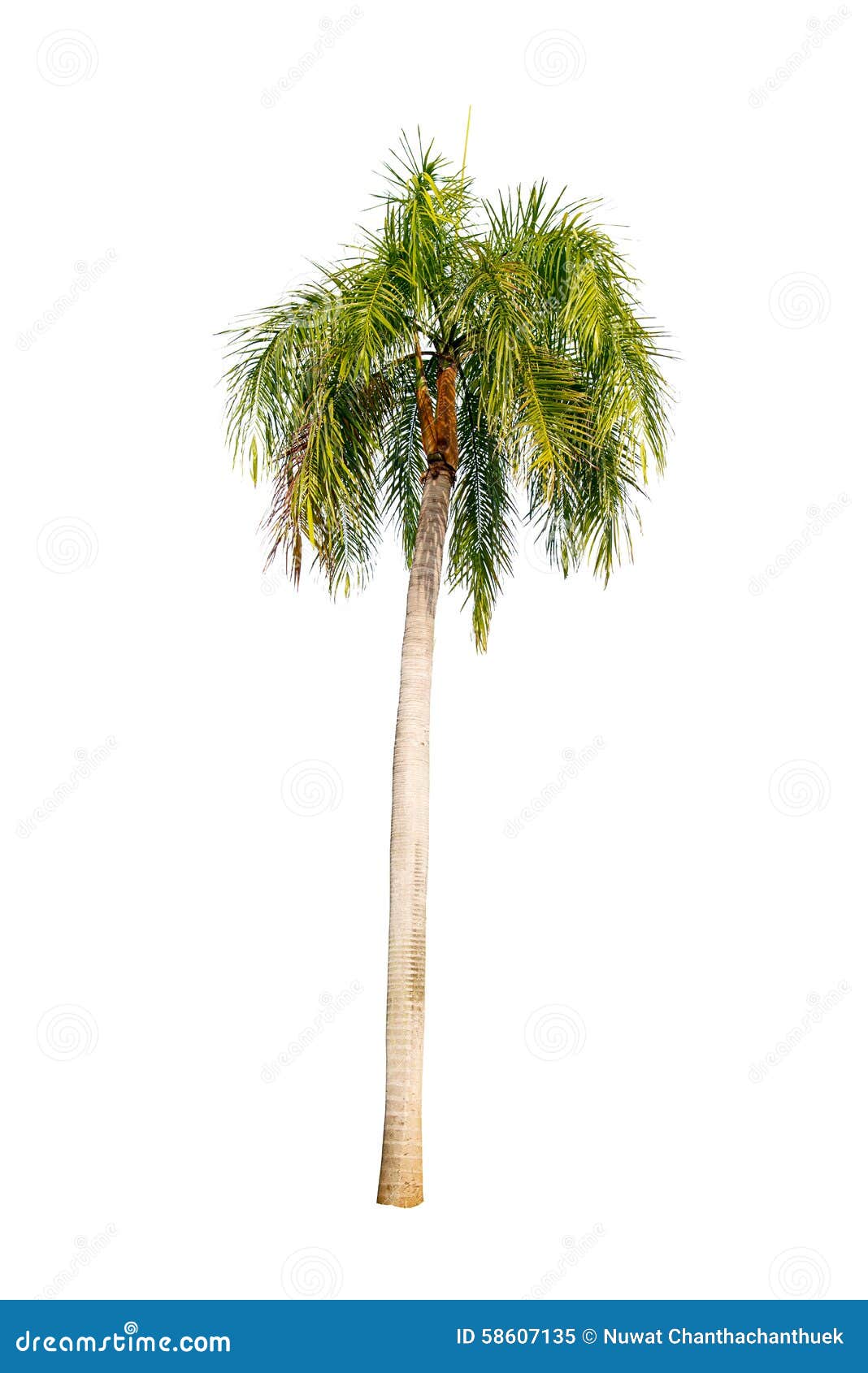 Palm tree isolated. stock image. Image of botany, foliage - 58607135