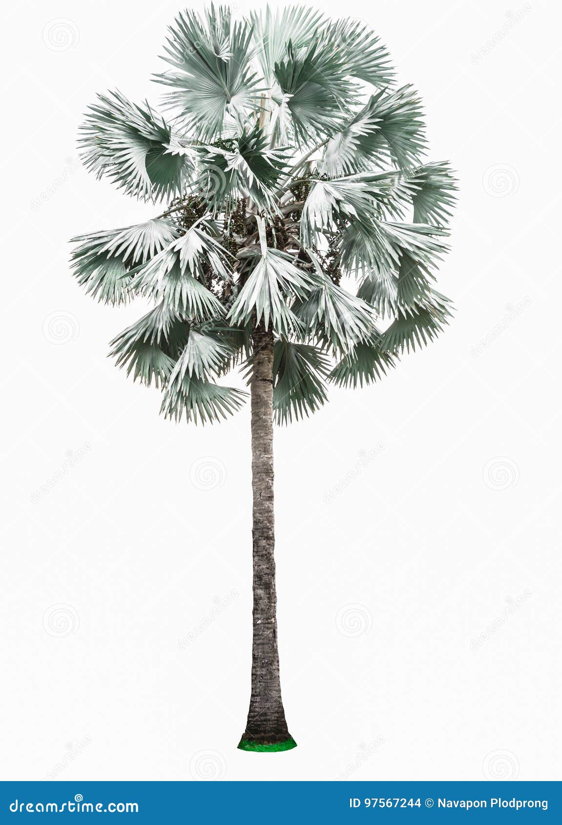 Palm tree isolated. stock photo. Image of foliage, tree - 97567244