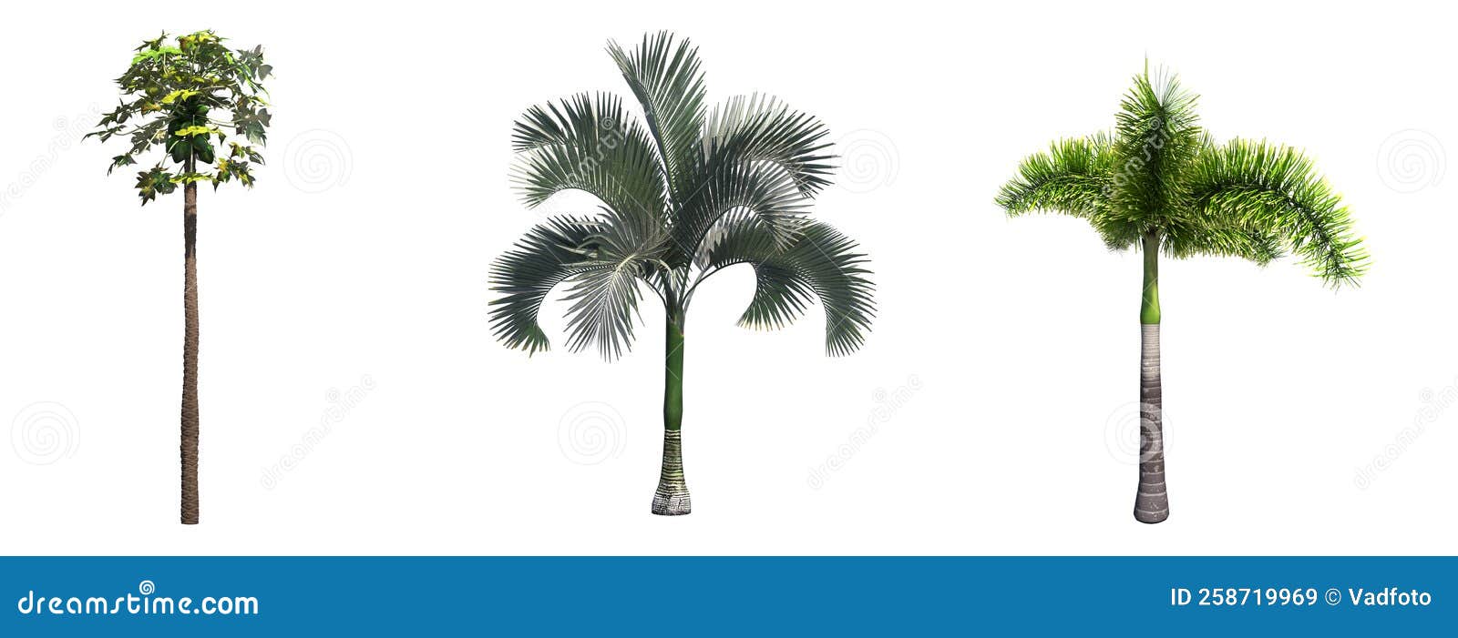 Palm Tree Isolated on White Background Stock Illustration ...