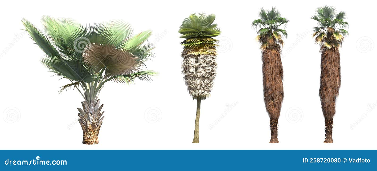 Palm Tree Isolated on White Background Stock Illustration ...