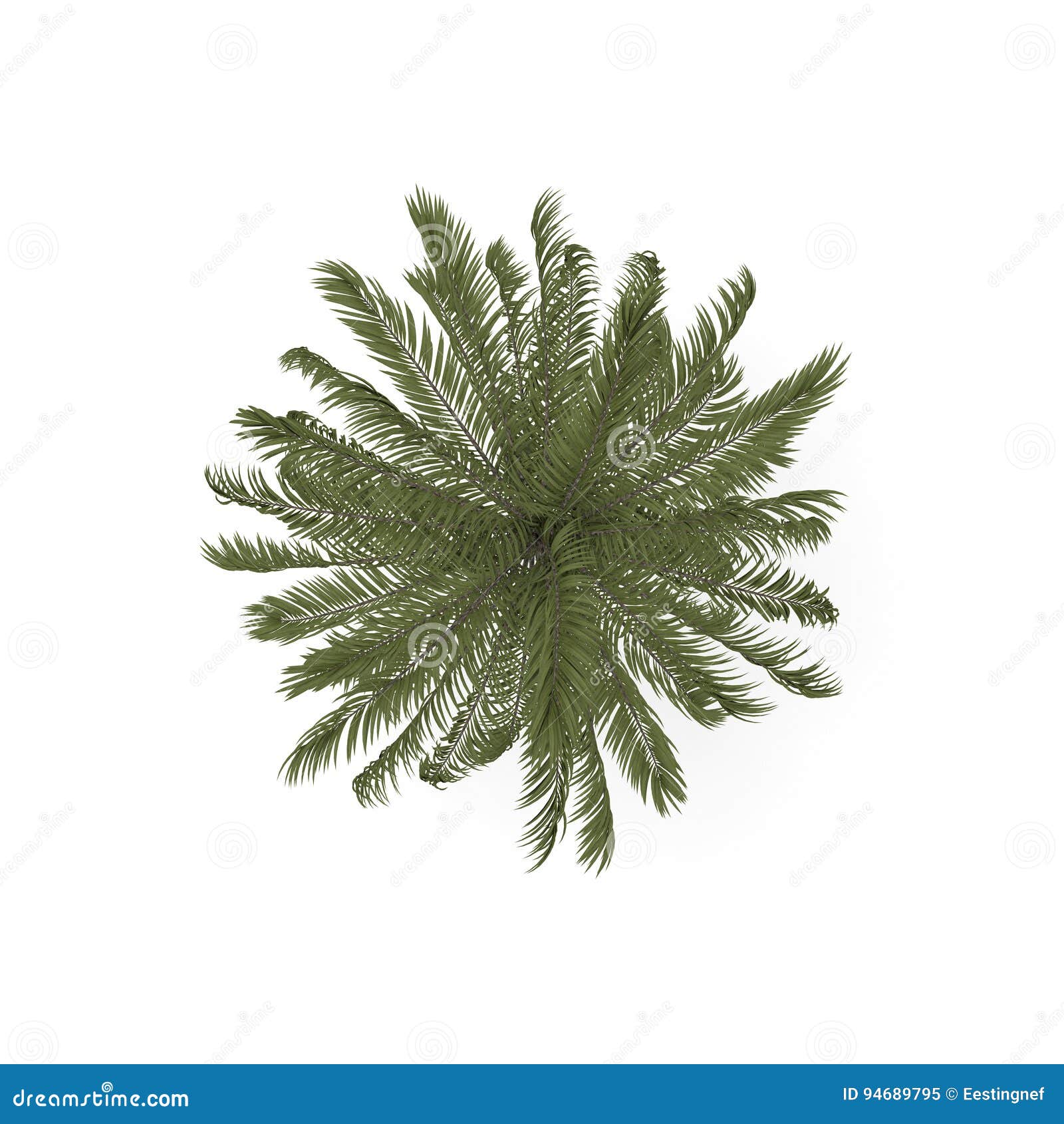 Palm Tree. Isolated on White Background. 3D Rendering Illustration. Top ...