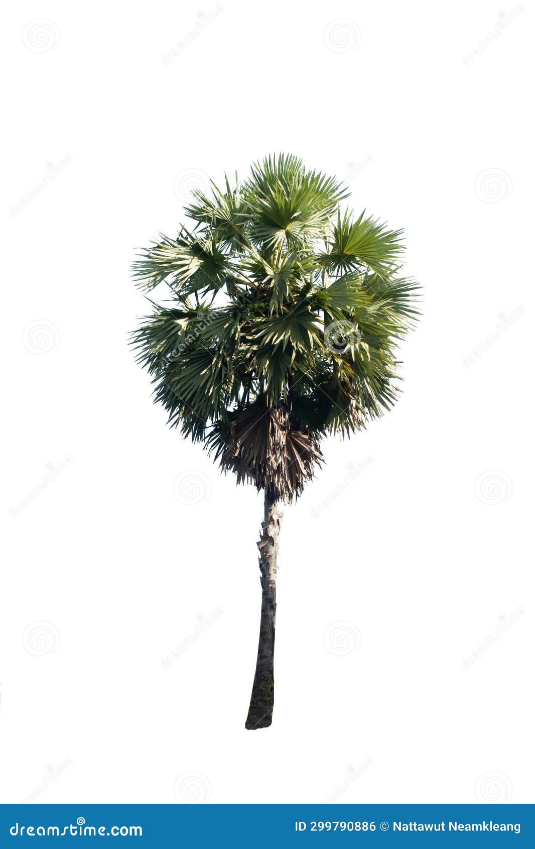 Palm tree Isolated stock photo. Image of growth, plant - 299790886