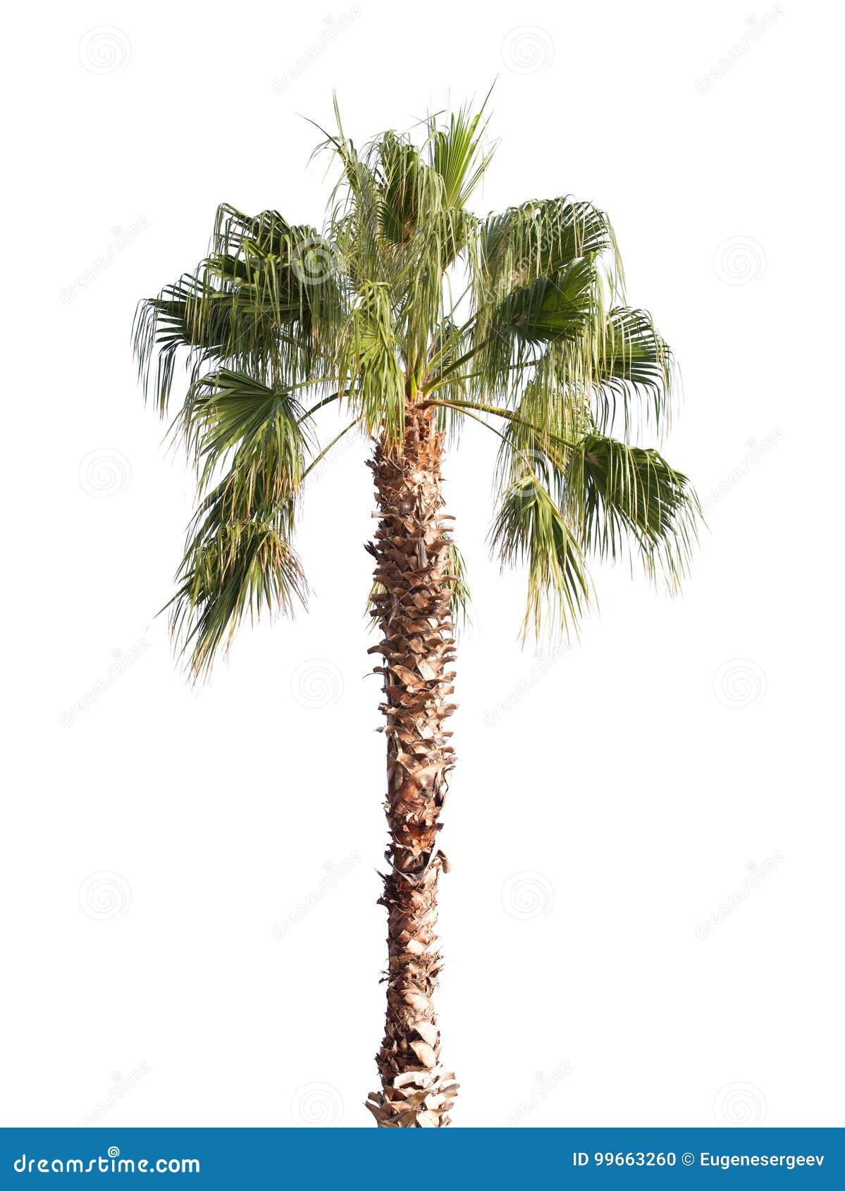 Palm Tree Isolated on White Stock Photo - Image of environment, nature ...