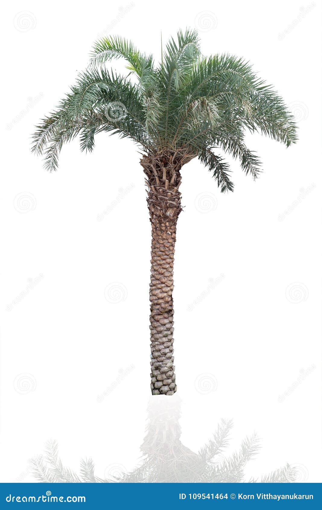 Palm tree isolated stock photo. Image of green, path - 109541464