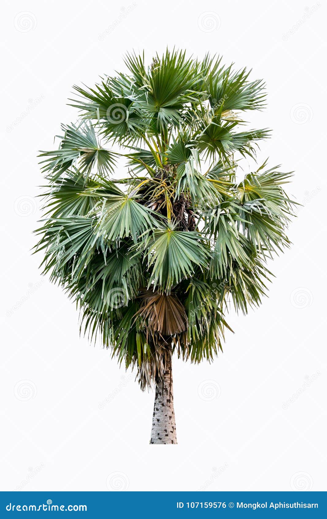 Palm Tree Isolated on White Stock Photo - Image of palm, background ...