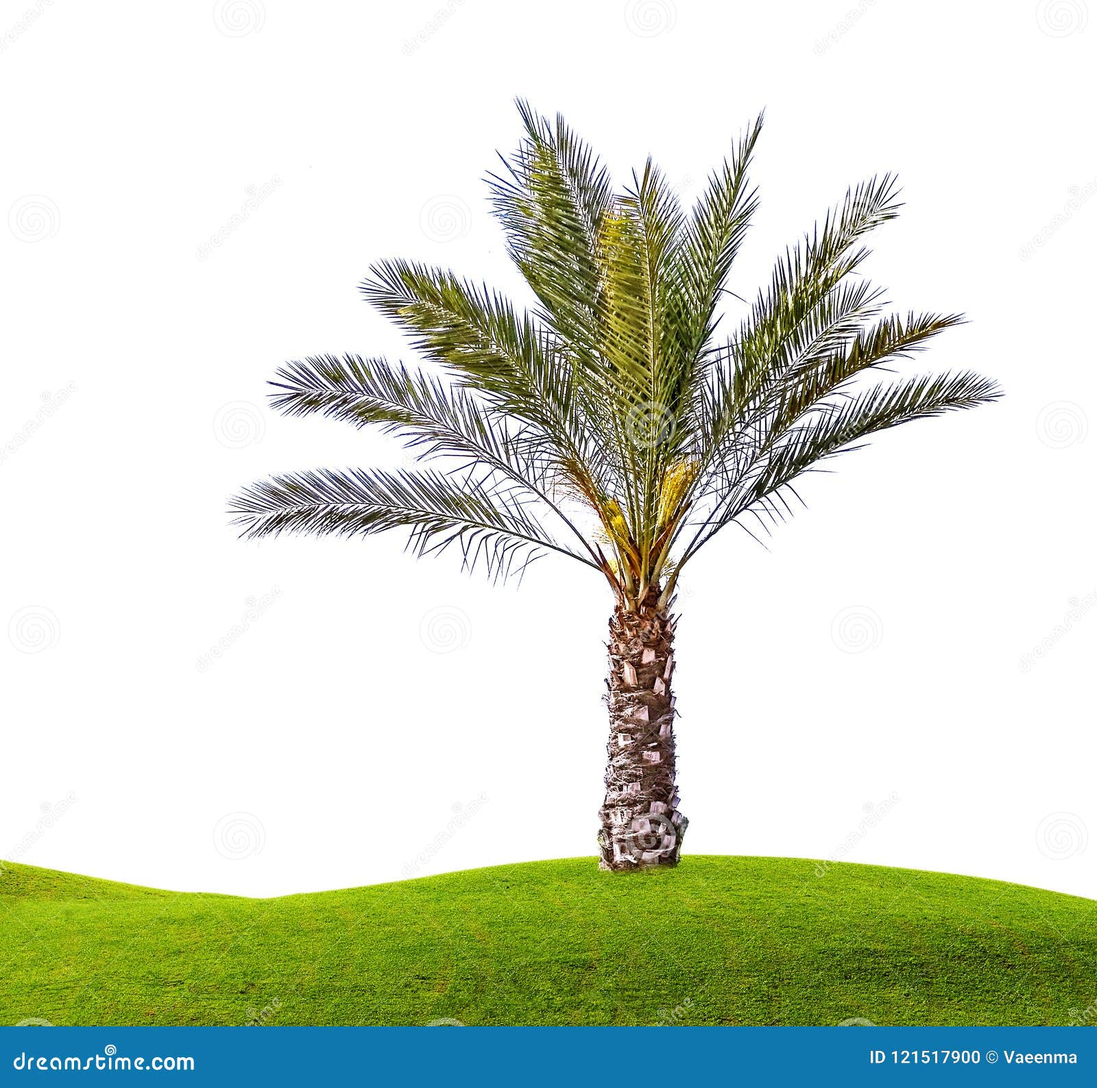 Palm Tree Isolated on White Stock Photo - Image of green, palm: 121517900