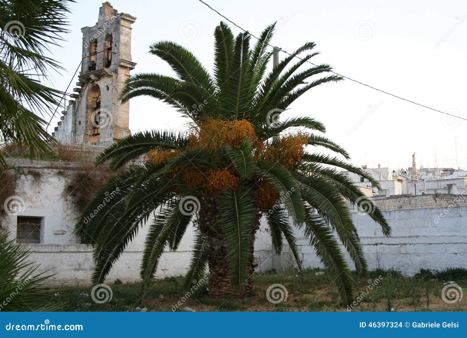 Palm tree in italy stock photo. Image of tree, summer - 46397324