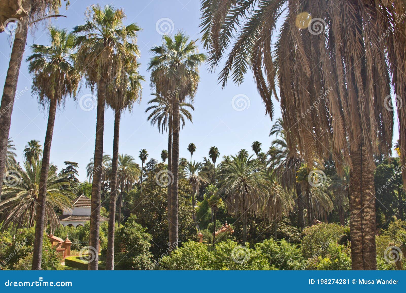 Palm Tree Jungle with a Blue Sky Background Stock Image - Image of ...