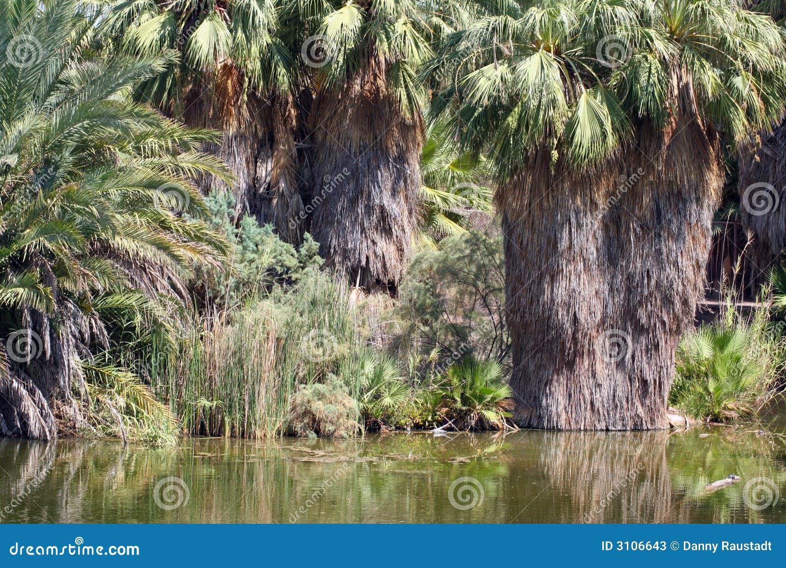 Palm tree jungle oasis stock image. Image of green, island - 3106643