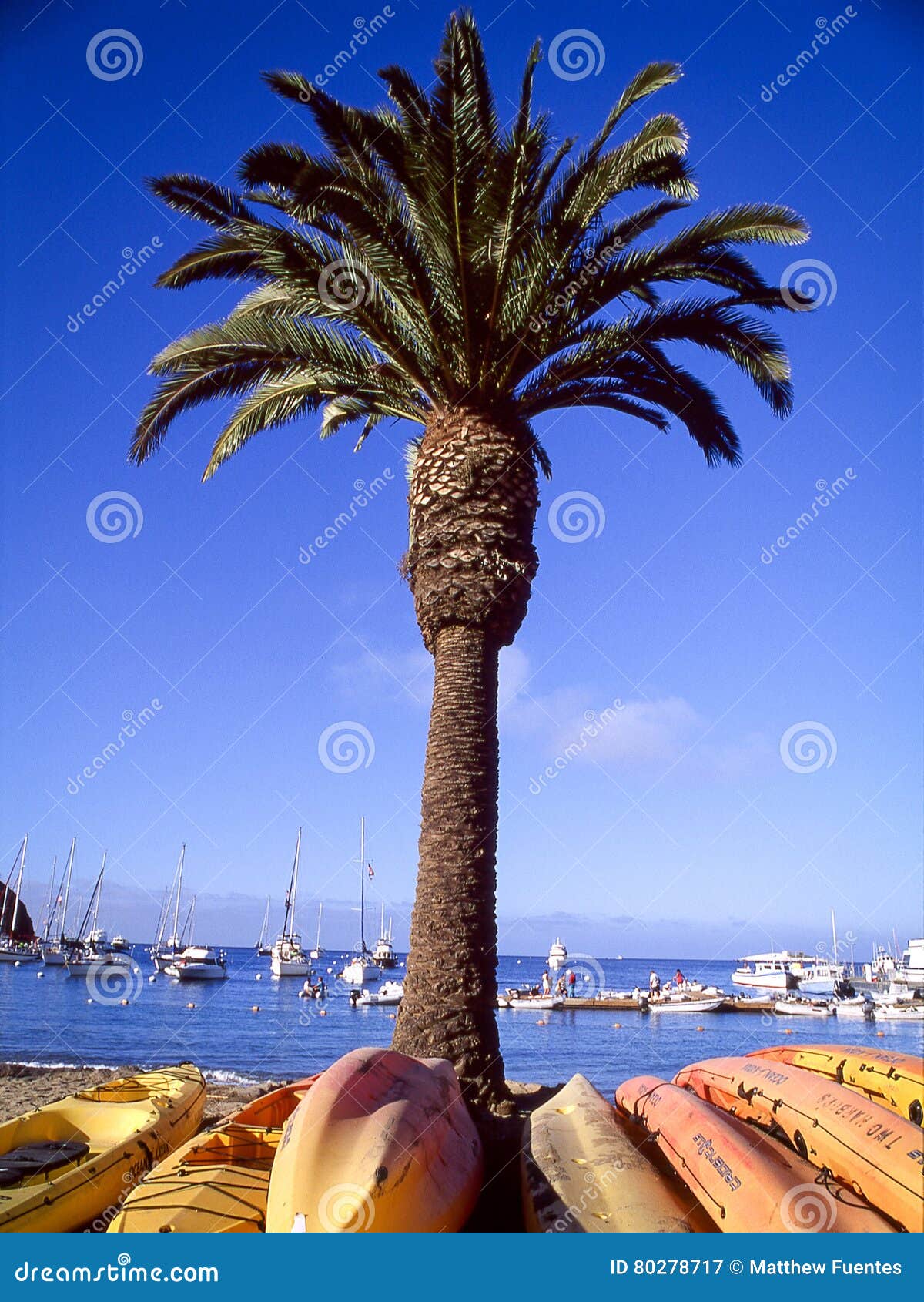 Palm Tree with Kayaks at Base Editorial Photography - Image of kayaks ...