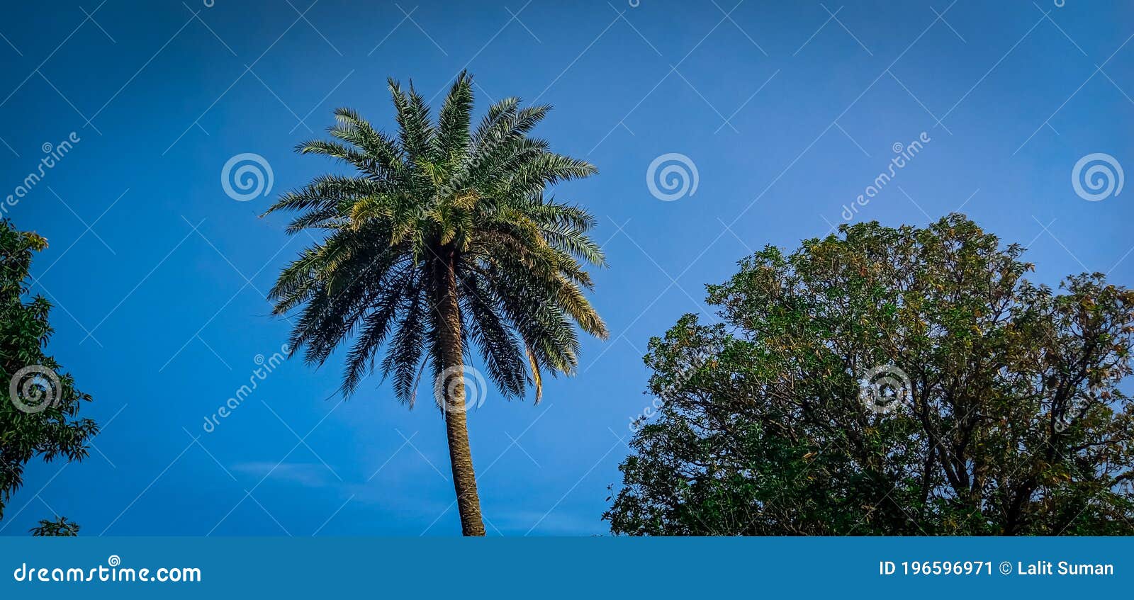 128 Khajur Photos - Free & Royalty-Free Stock Photos from Dreamstime
