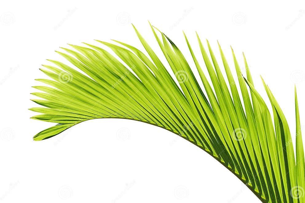 Palm tree leaf stock image. Image of tropical, leaf, gardening - 11374361