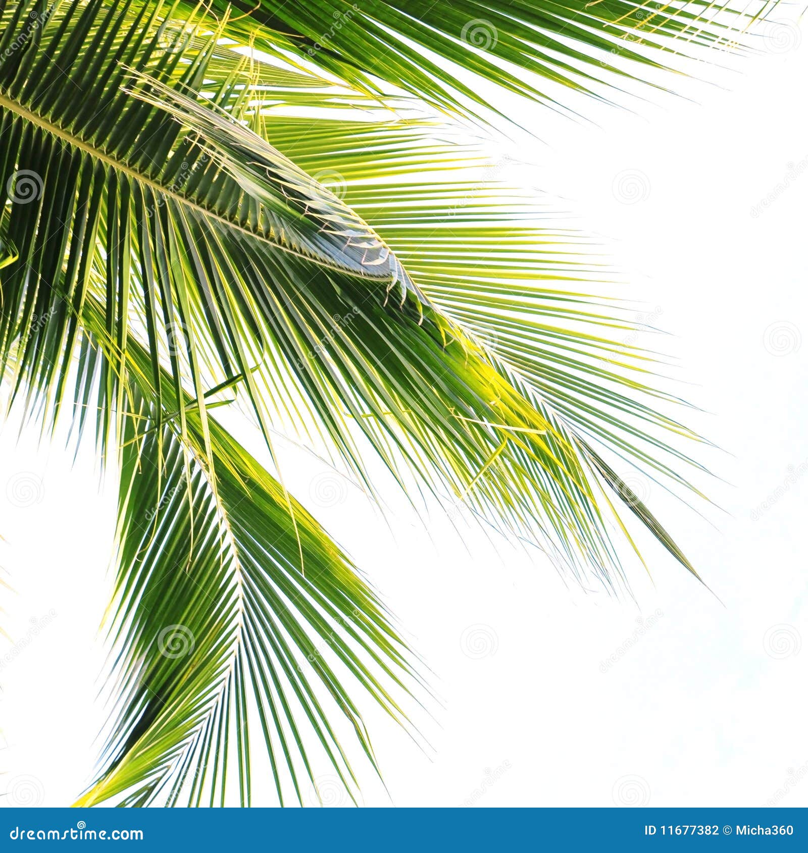 Palm Tree Leaf stock photo. Image of travel, leaves, sunshine - 11677382