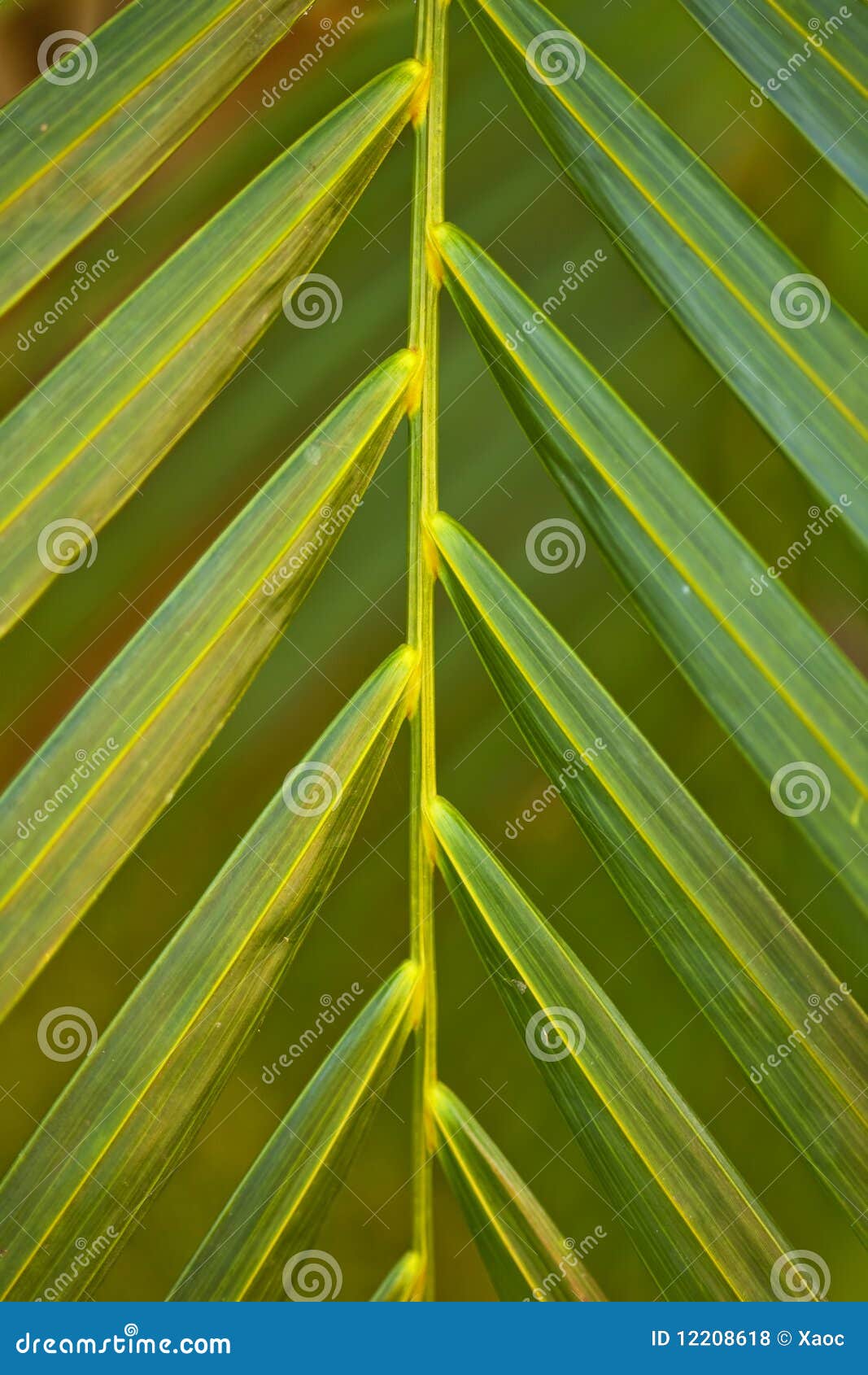 Palm tree leaf stock photo. Image of nature, gardening - 12208618