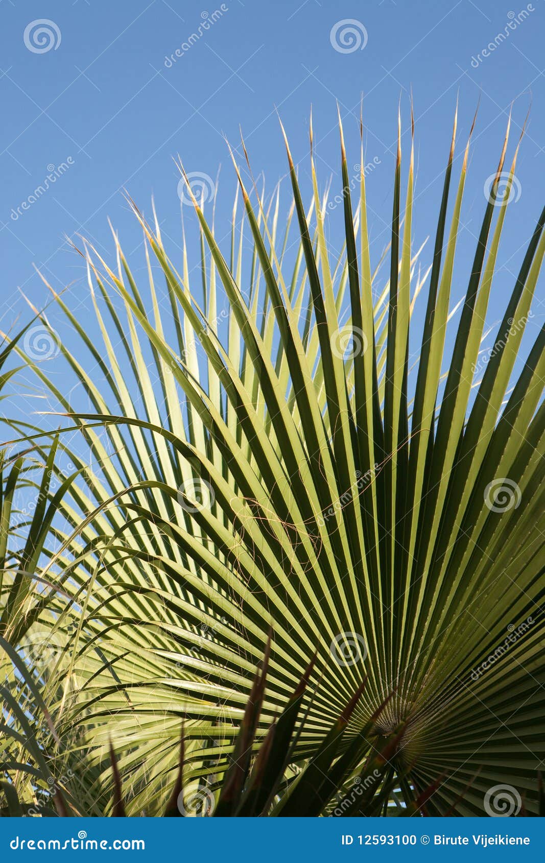 Palm tree leaf stock photo. Image of tropic, closeup - 12593100