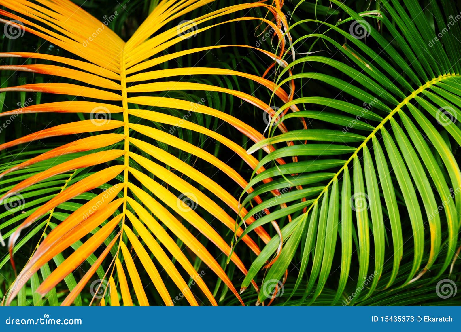 Palm tree leaf stock image. Image of leaf, pattern, closeup - 15435373