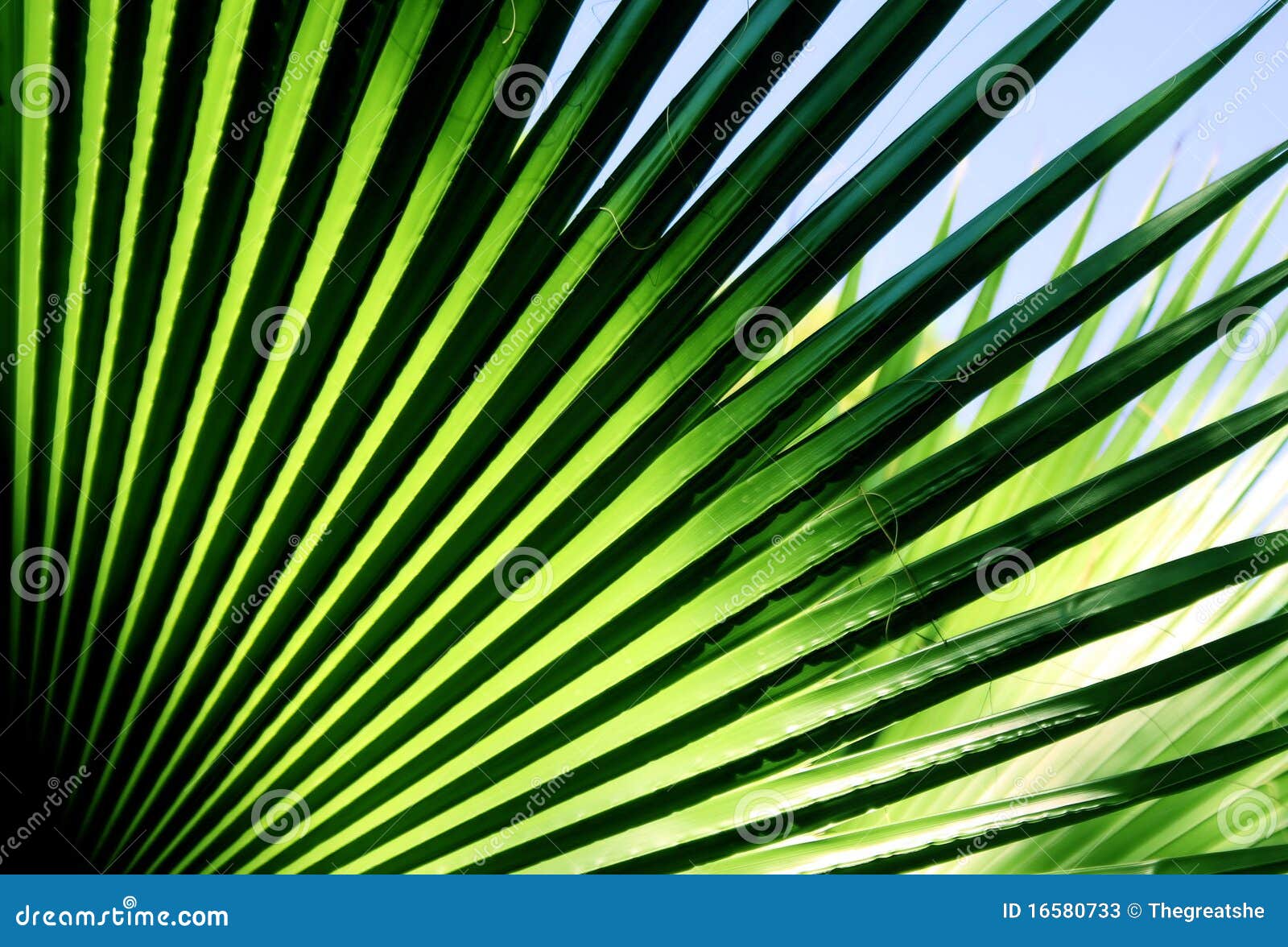 Palm tree leaf stock image. Image of object, light, leaves - 16580733