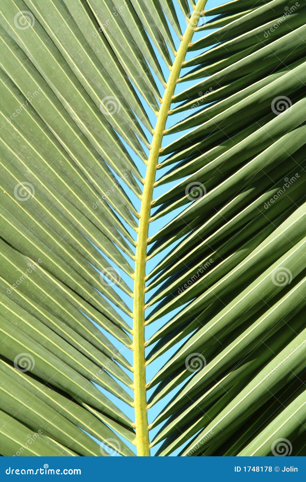 Palm tree leaf stock photo. Image of closeup, climate - 1748178