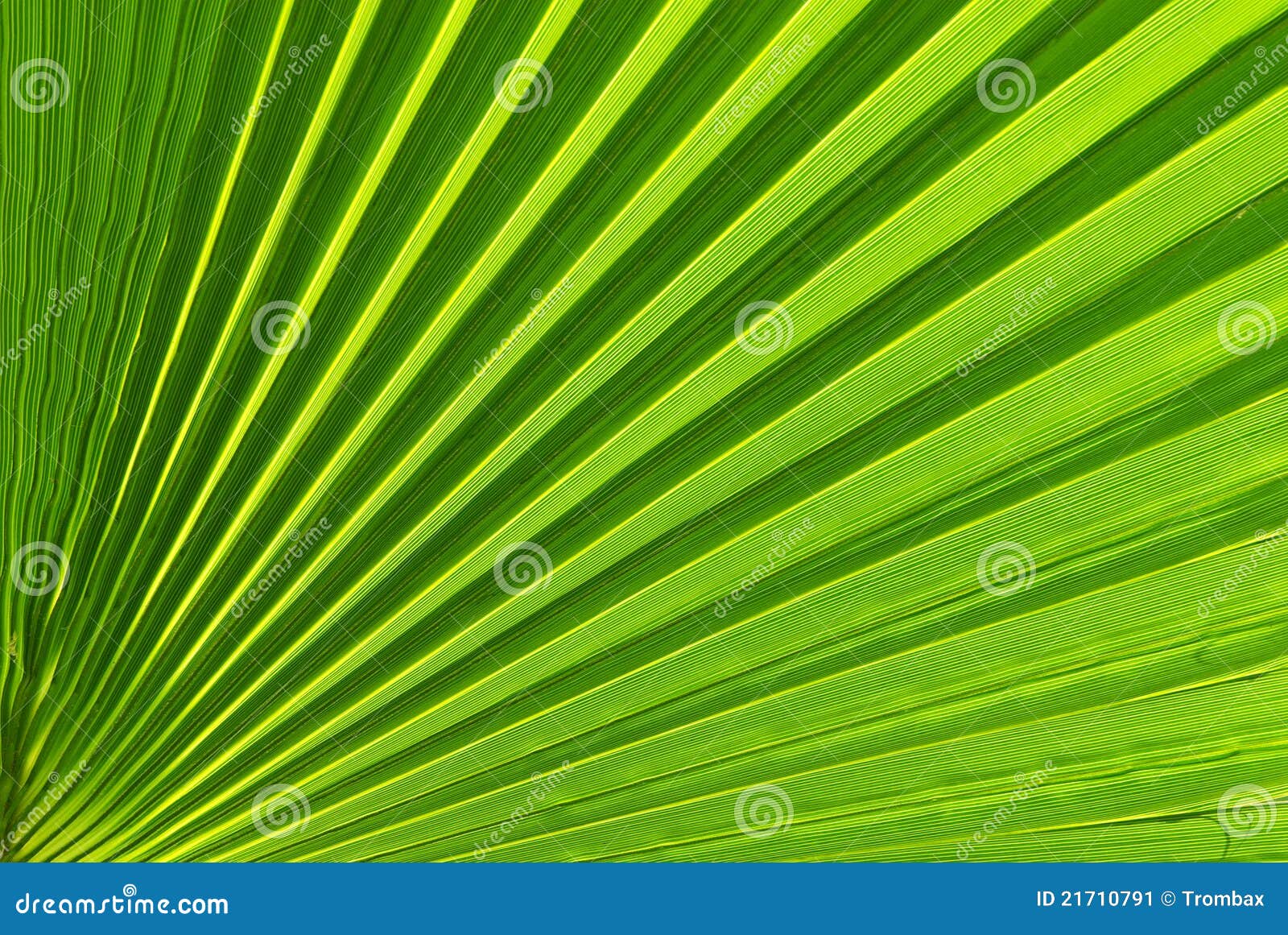 Palm tree leaf stock image. Image of tropical, species - 21710791