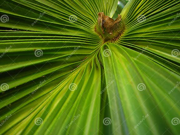 Palm tree leaf stock photo. Image of green, wrinkles, close - 4537210