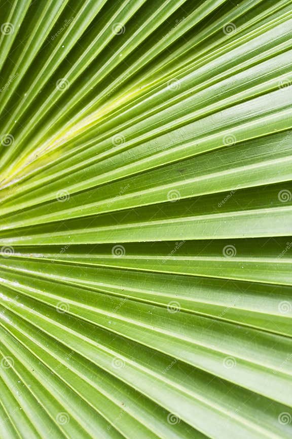 Palm Tree Leaf Abstract Background Stock Image - Image of tree, nature ...