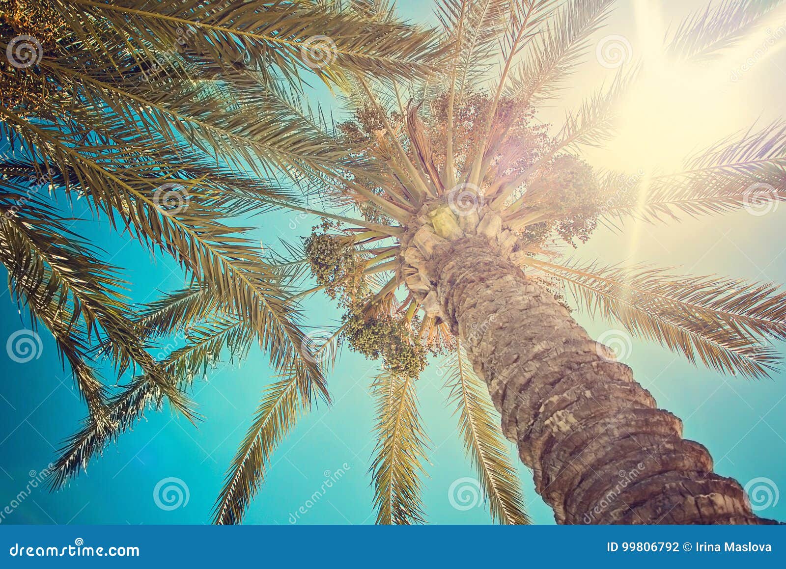 Palm Tree Leaf Against Sunset, Cyprus Protaras, in Beach Fig Tree ...
