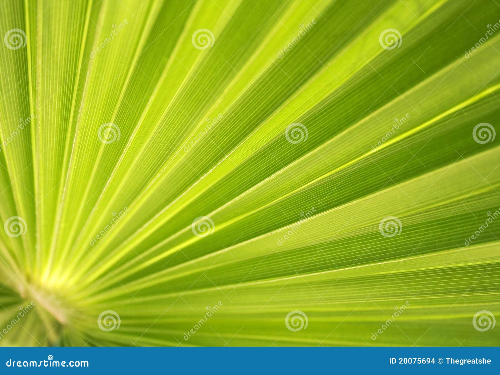 Palm tree leaf background stock photo. Image of abstract - 20075694
