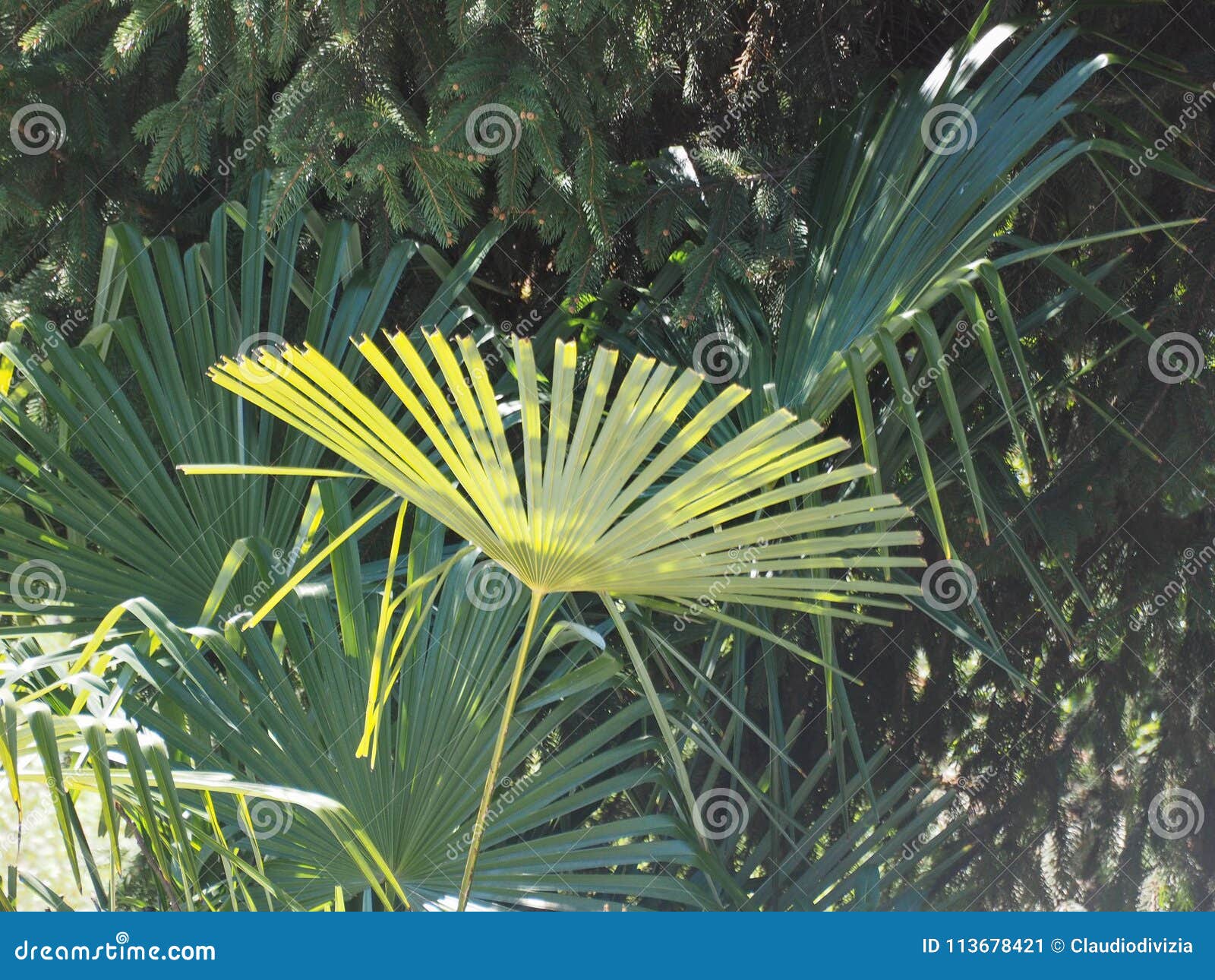 Palm tree leaf background stock image. Image of green - 113678421