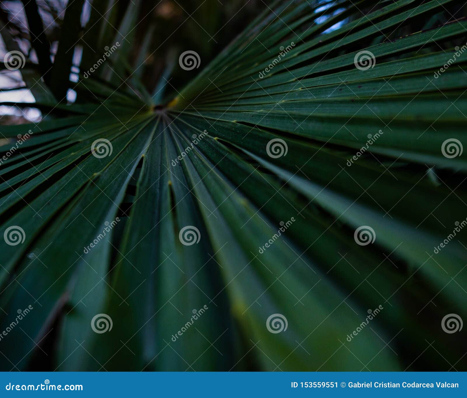 Palm tree leaf macro stock image. Image of palm, organic - 153559551