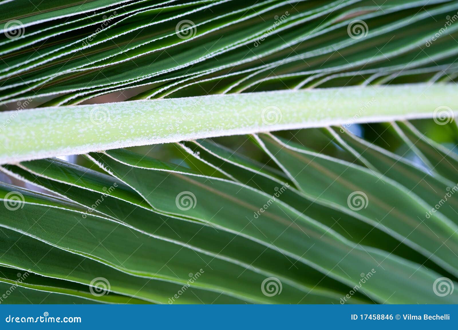 Palm Tree Leaf Macro Picture Stock Photo - Image of exotic, shade: 17458846