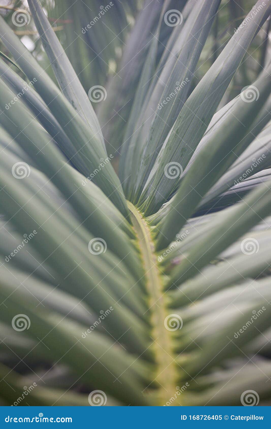 Palm Tree Leaf Midrib Sight Close Up Stock Image - Image of organic ...