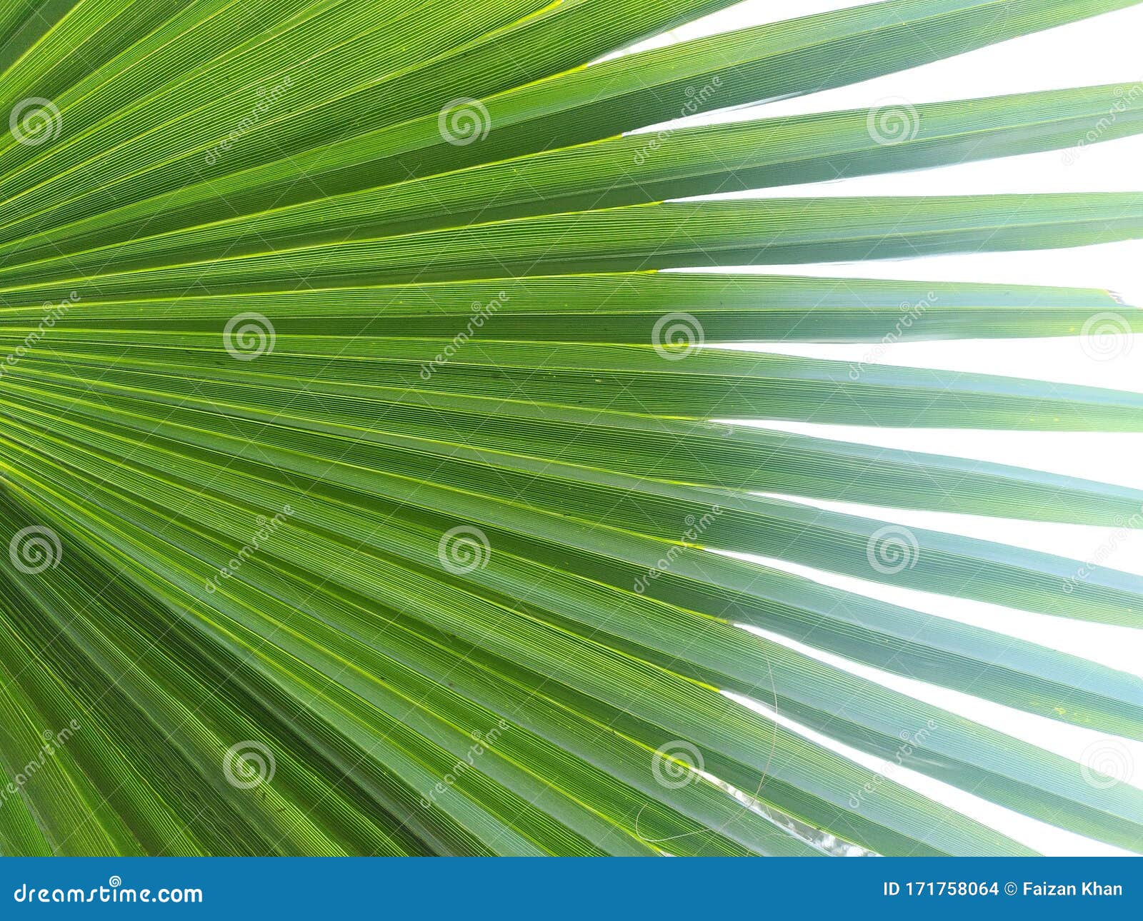 Palm tree leaf patterns stock photo. Image of palm, tree - 171758064