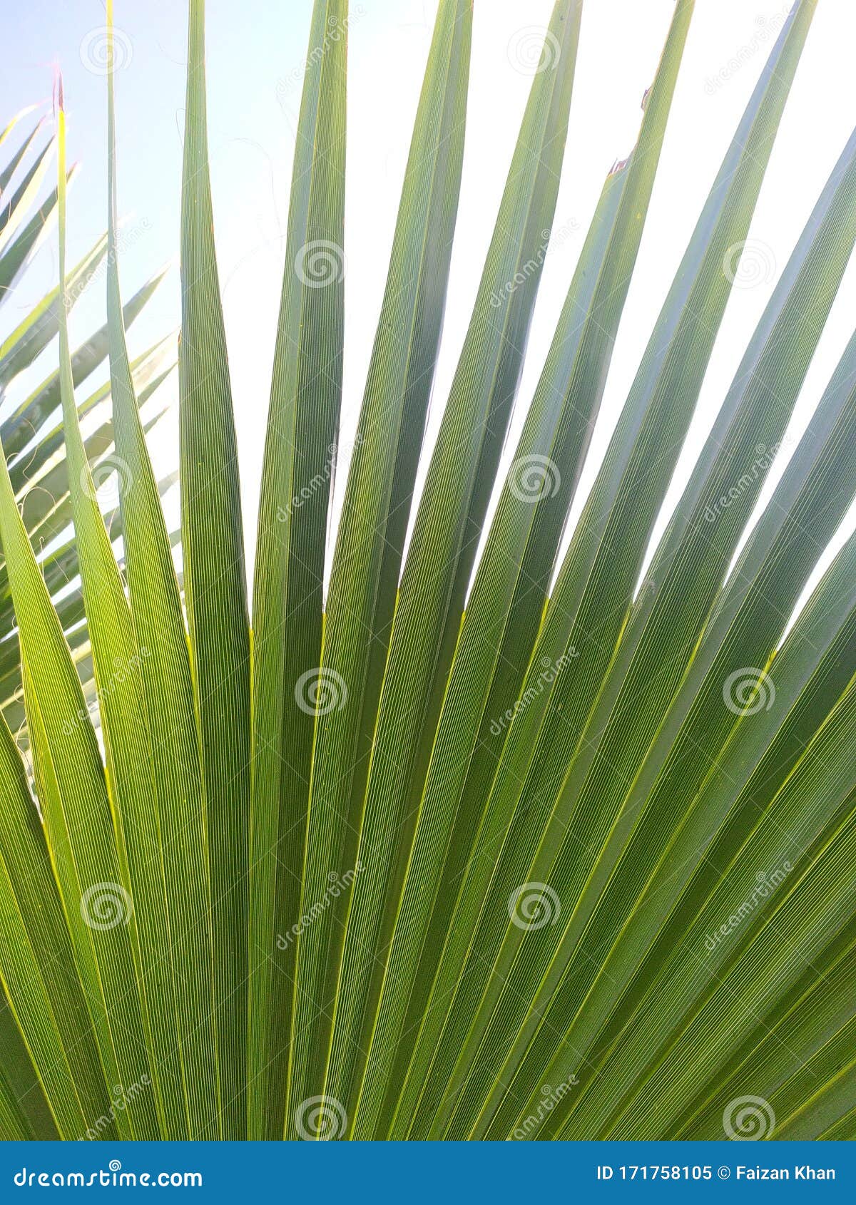 Palm tree leaf patterns stock image. Image of tree, light - 171758105