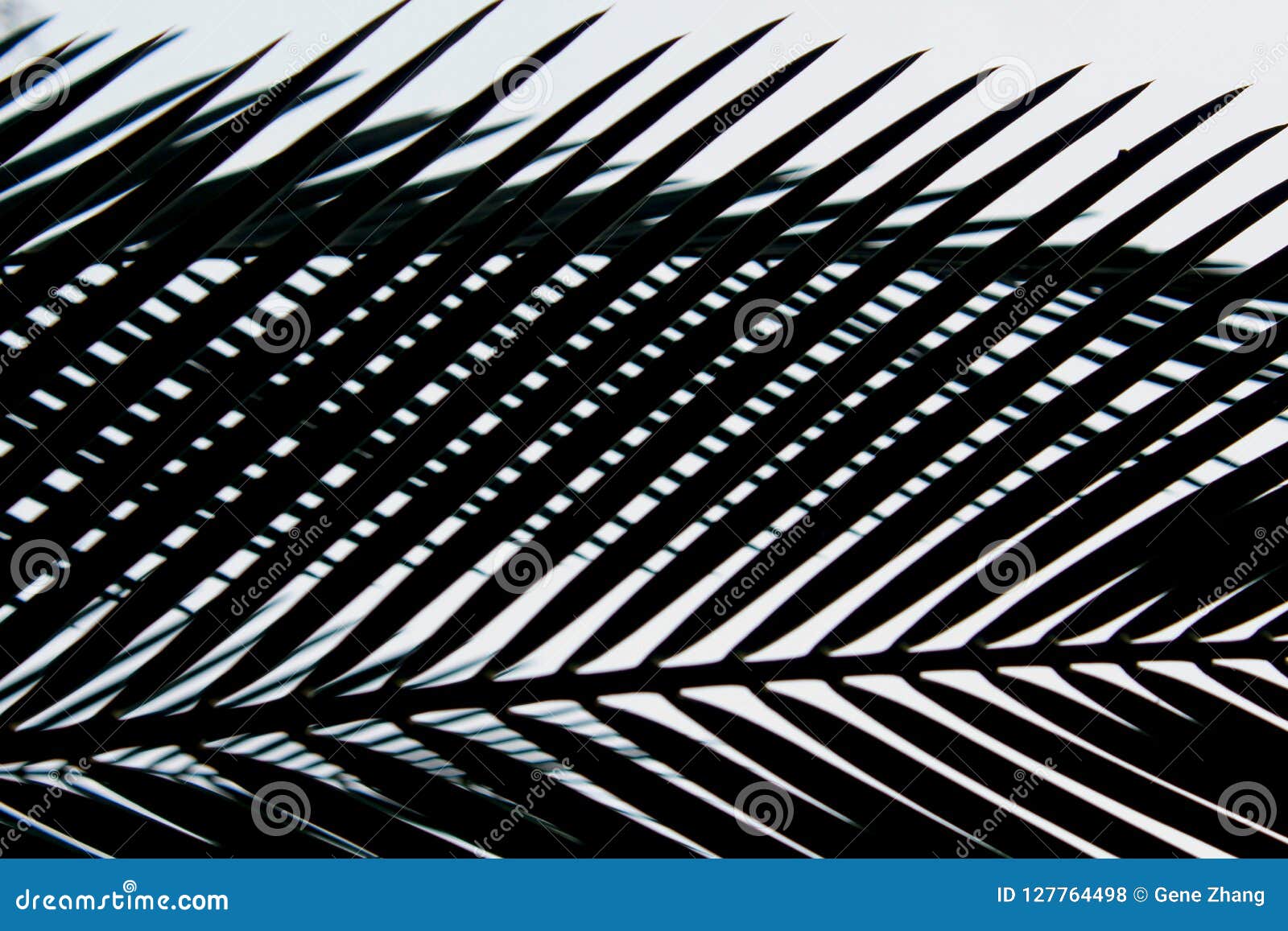 Palm tree leaf patterns stock photo. Image of tree, patterns - 127764498
