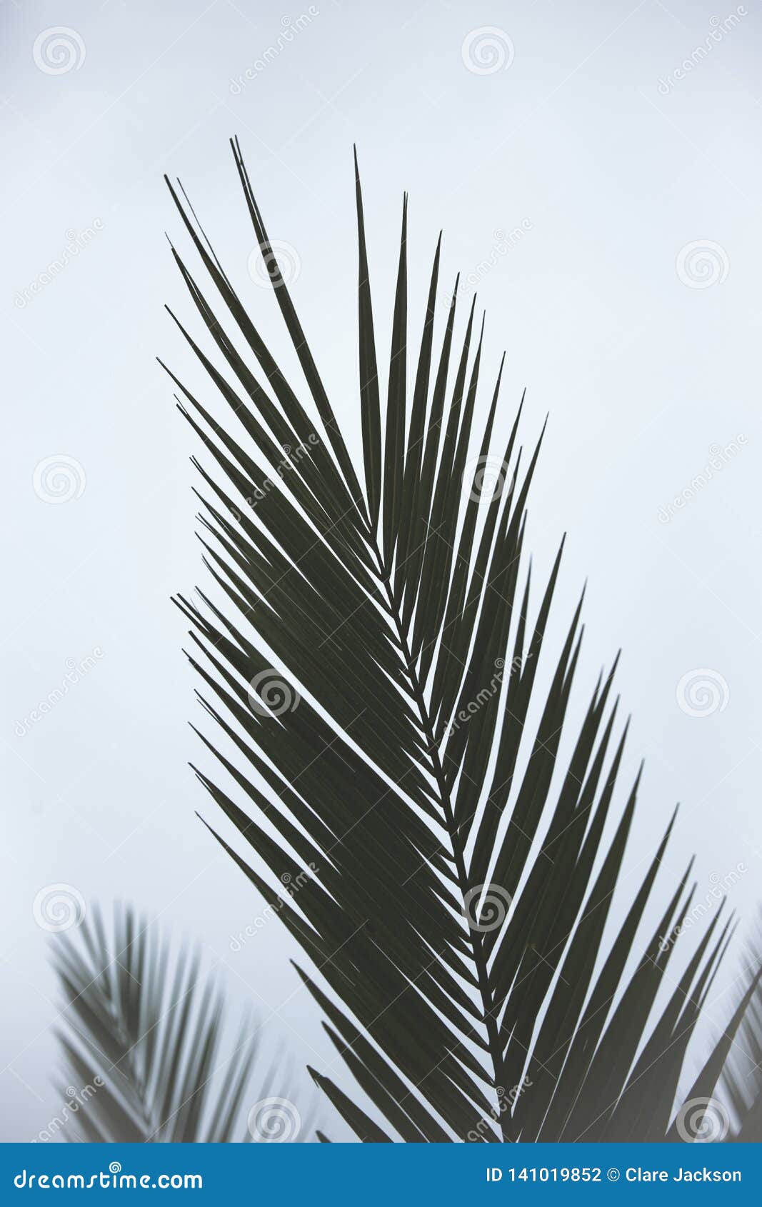 Abstract Palm Leaf Background Stock Photo - Image of fronds, space ...