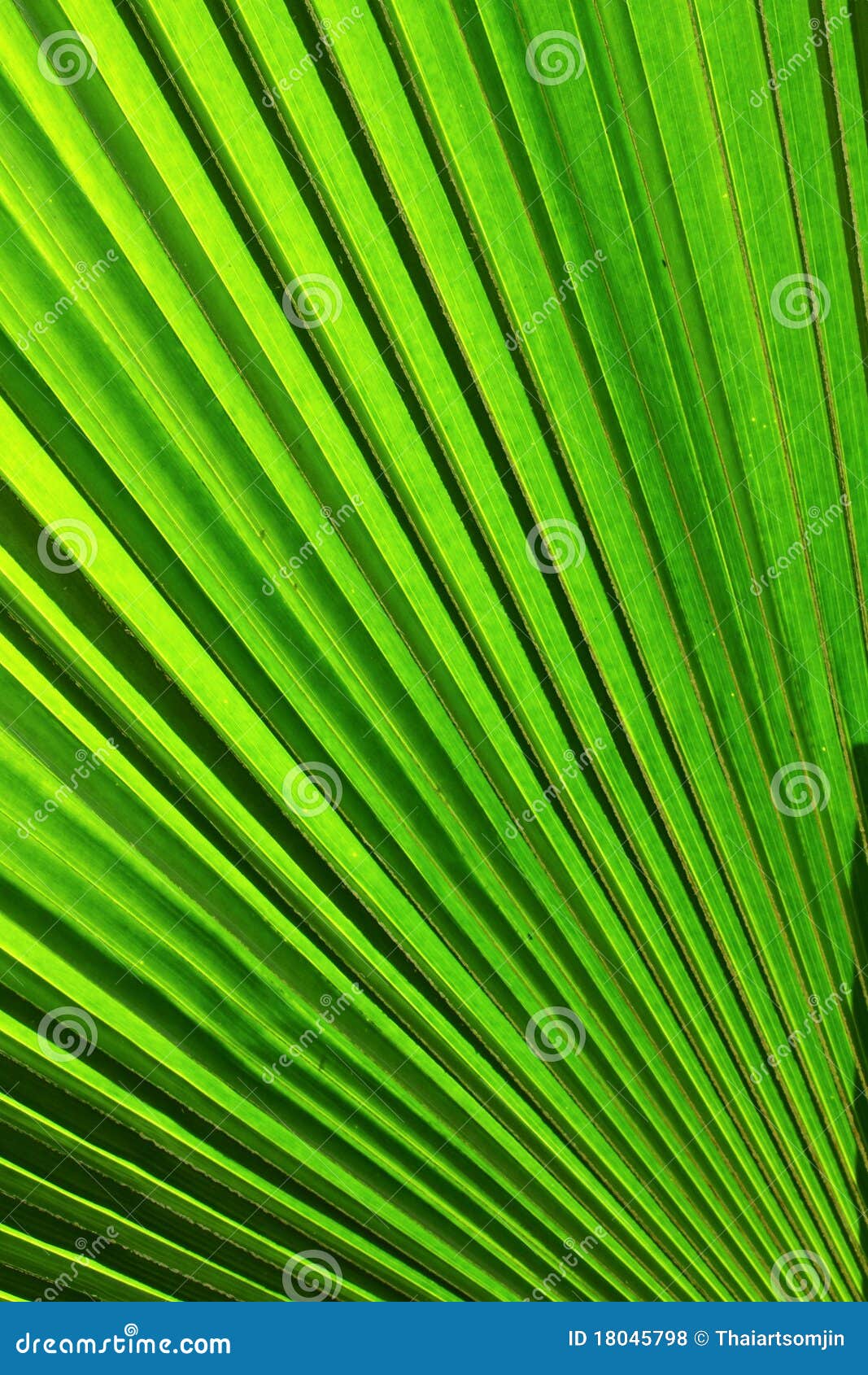 Palm Tree Leaf Texture