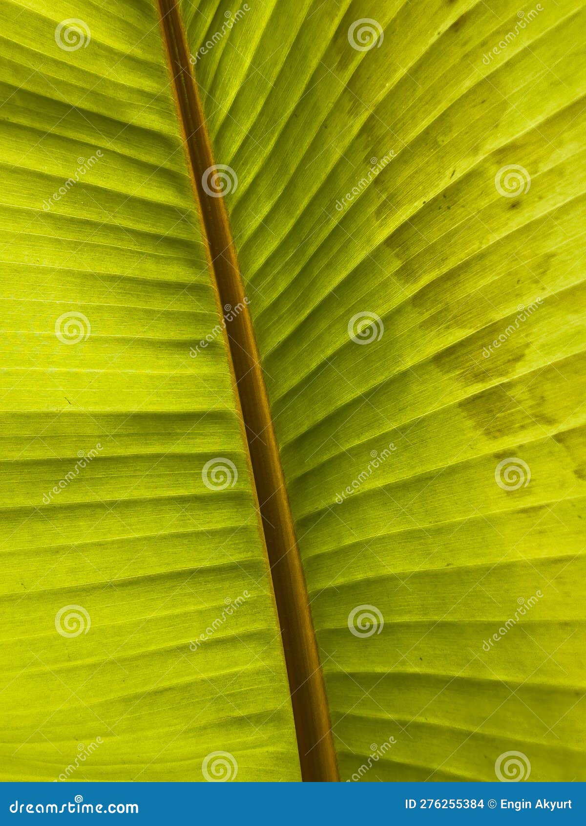 Palm tree leaf texture stock photo. Image of pattern - 276255384