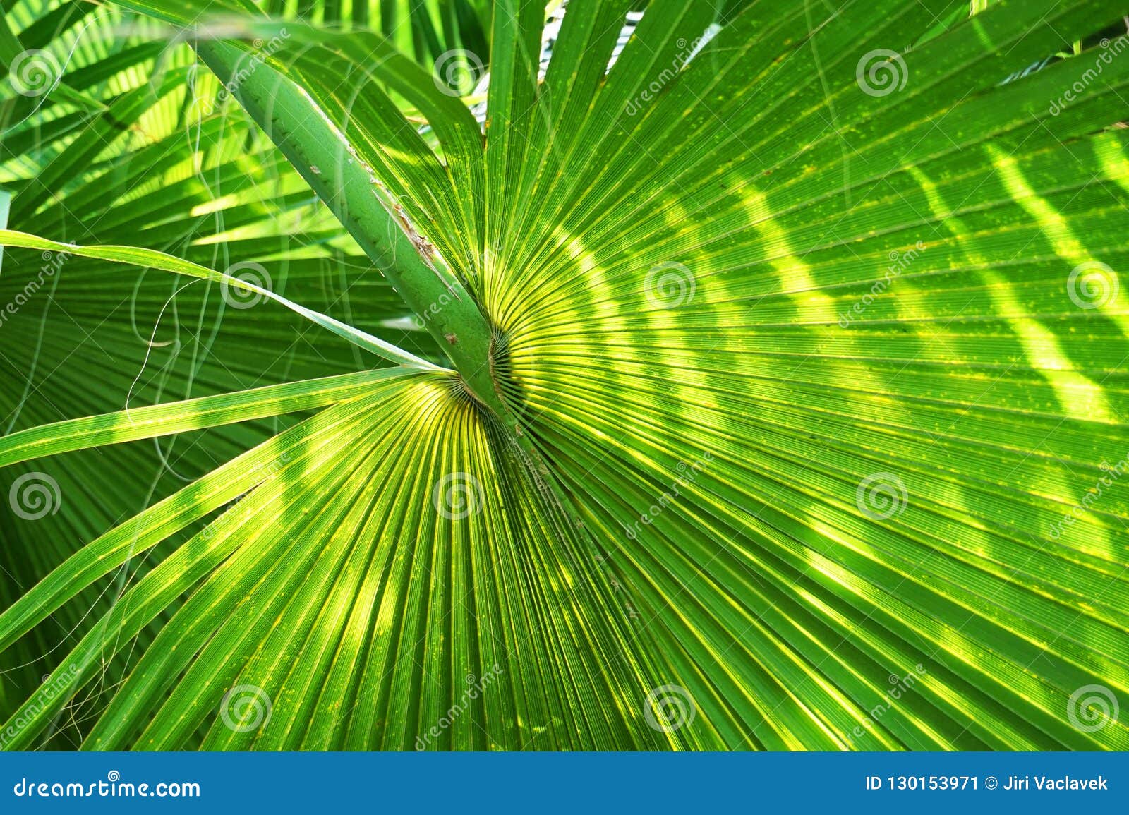 Palm tree leaf texture stock image. Image of abstract - 130153971