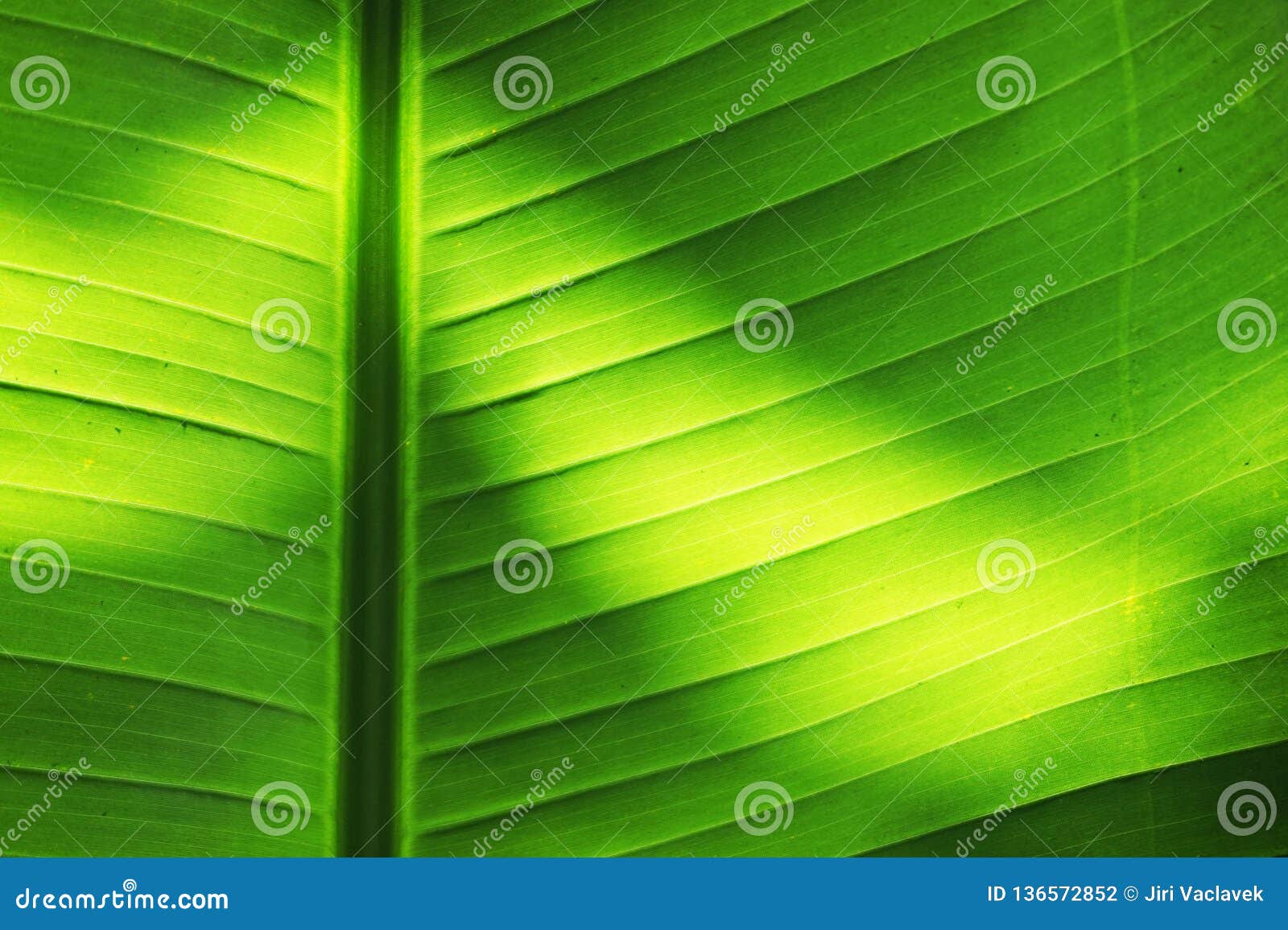 Palm tree leaf texture stock photo. Image of beautiful - 136572852
