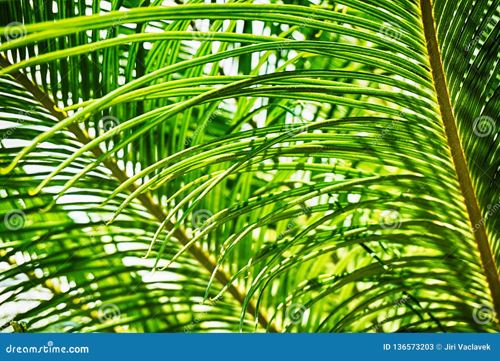 Palm tree leaf texture stock image. Image of leaves - 136573203