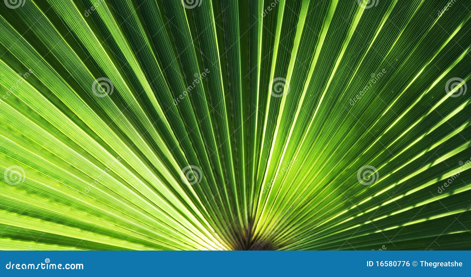 Palm Tree Leaf Texture Background Royalty-Free Stock Image ...