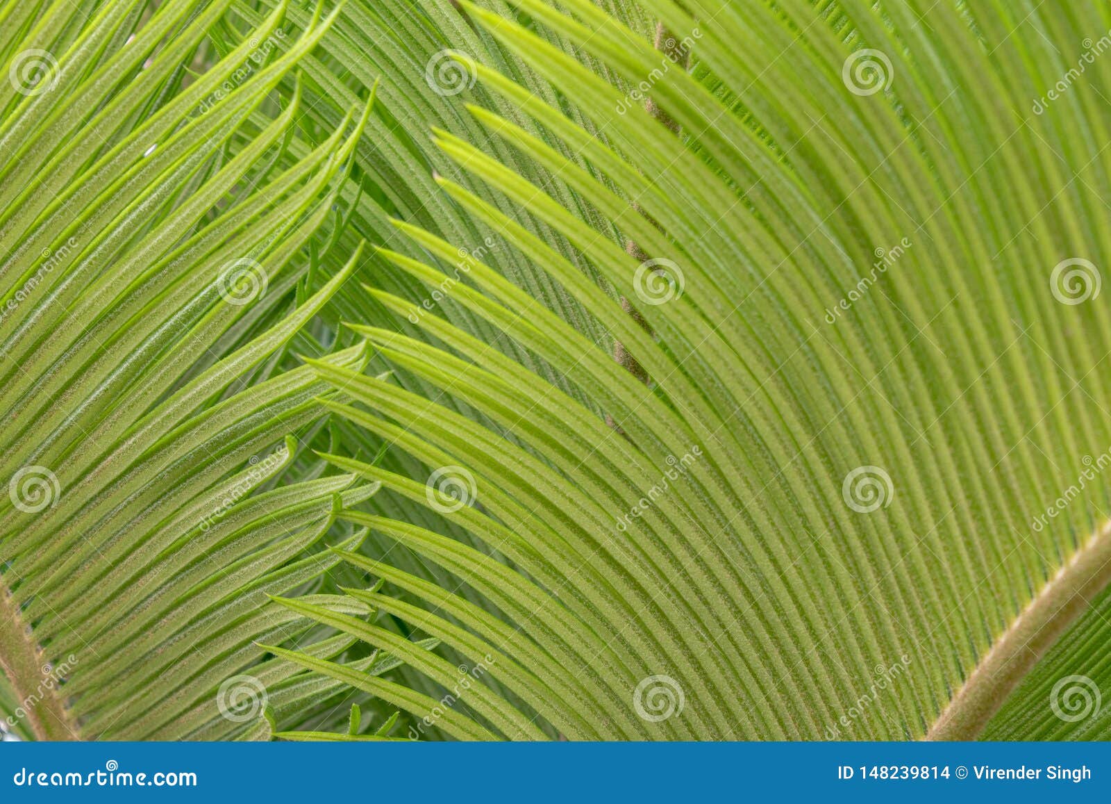 Palm Tree Leaf Texture or Background Pattern Stock Photo - Image of ...
