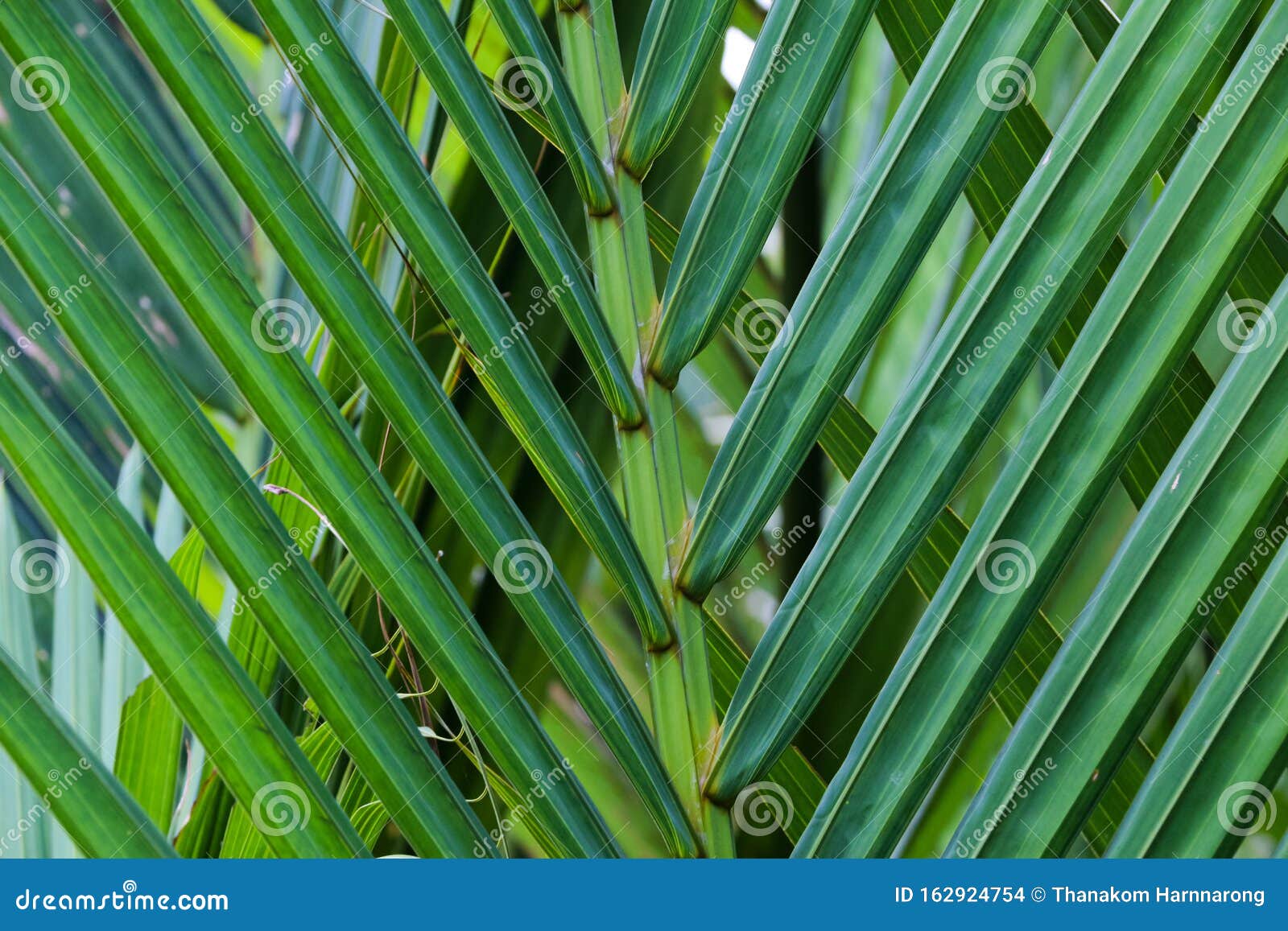 Palm Tree Leaf Texture Pattern on Background Stock Photo - Image of ...