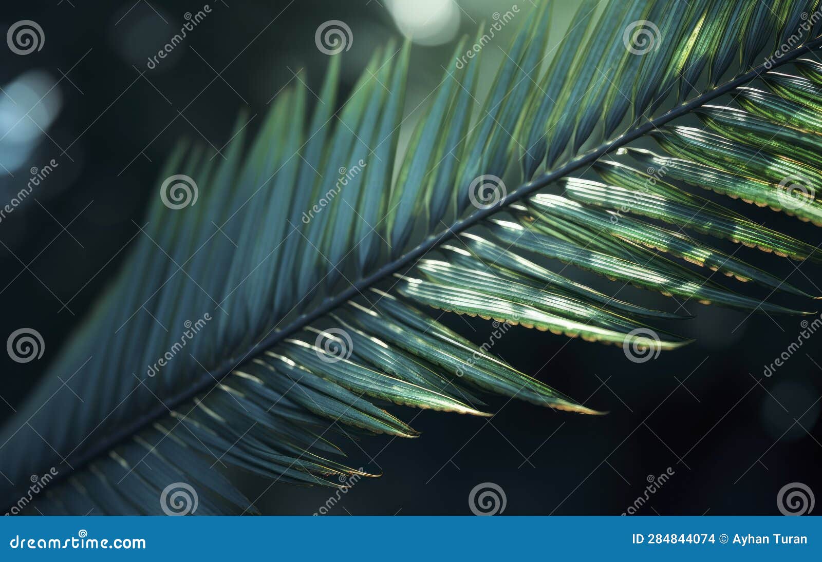 Palm Tree Leaf, Triboluminescence, Inspired by Microstructures Stock ...