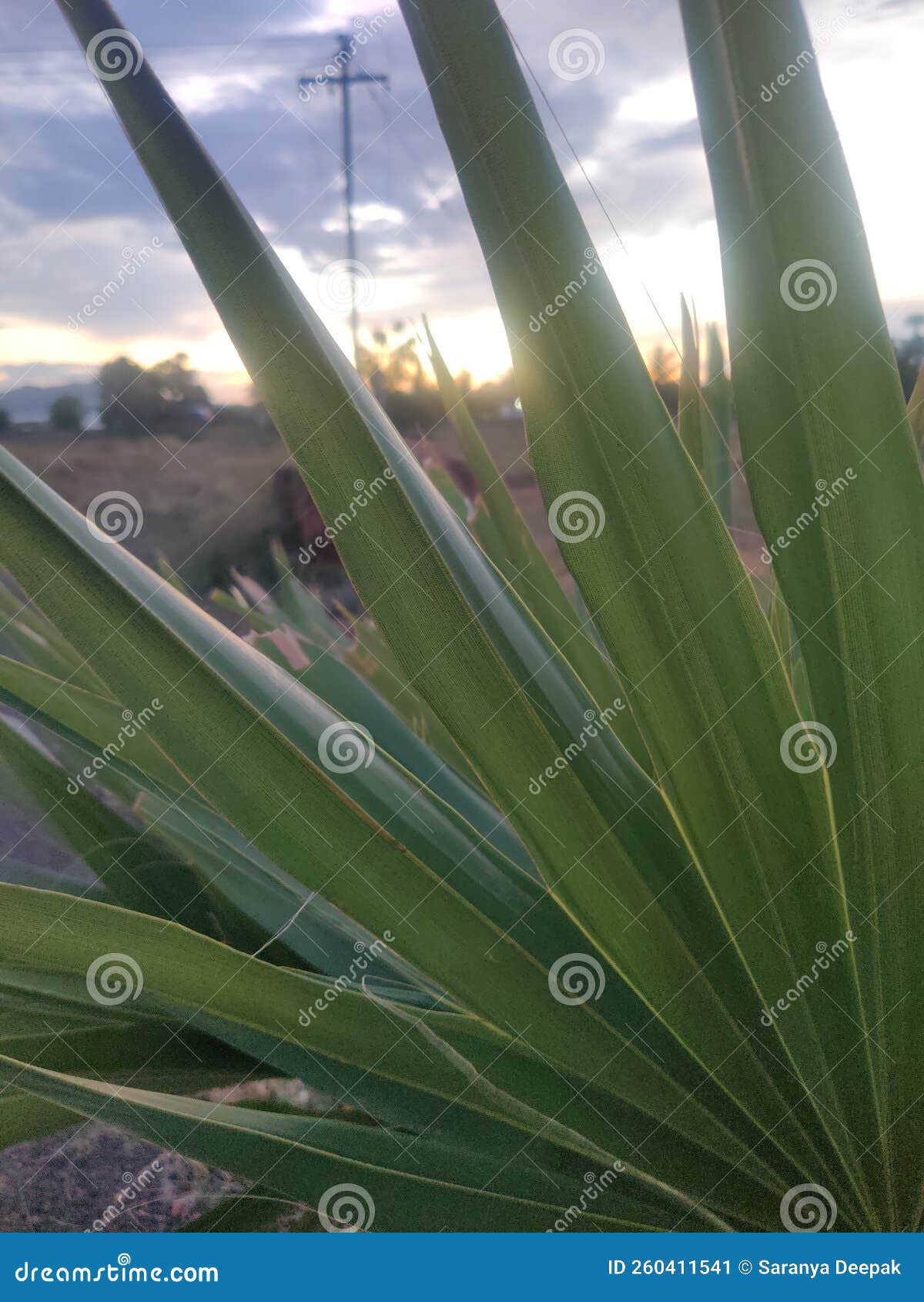 Palm tree leafs stock image. Image of small, tropics - 260411541